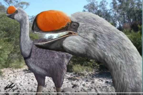 Newest addition to Australia's heavyweight prehistoric 'thunderbirds ...