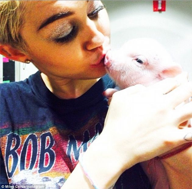 'Wrecking Ball' singer Miley Cyrus adopts new pet, names piglet Bubba Sue